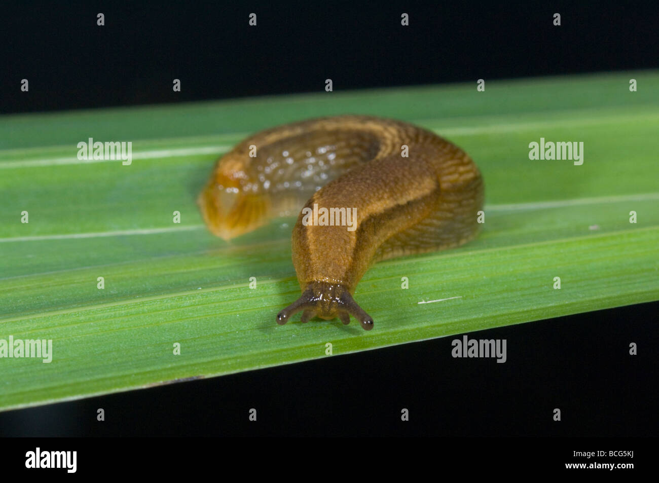 Slug on Leaf Arion Ater Stock Photo - Alamy