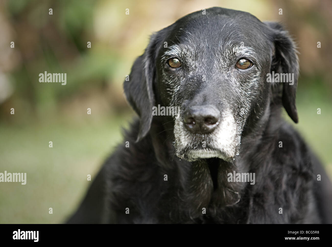 Shot of a Senior Black Labrador against Garden Background Stock Photo ...