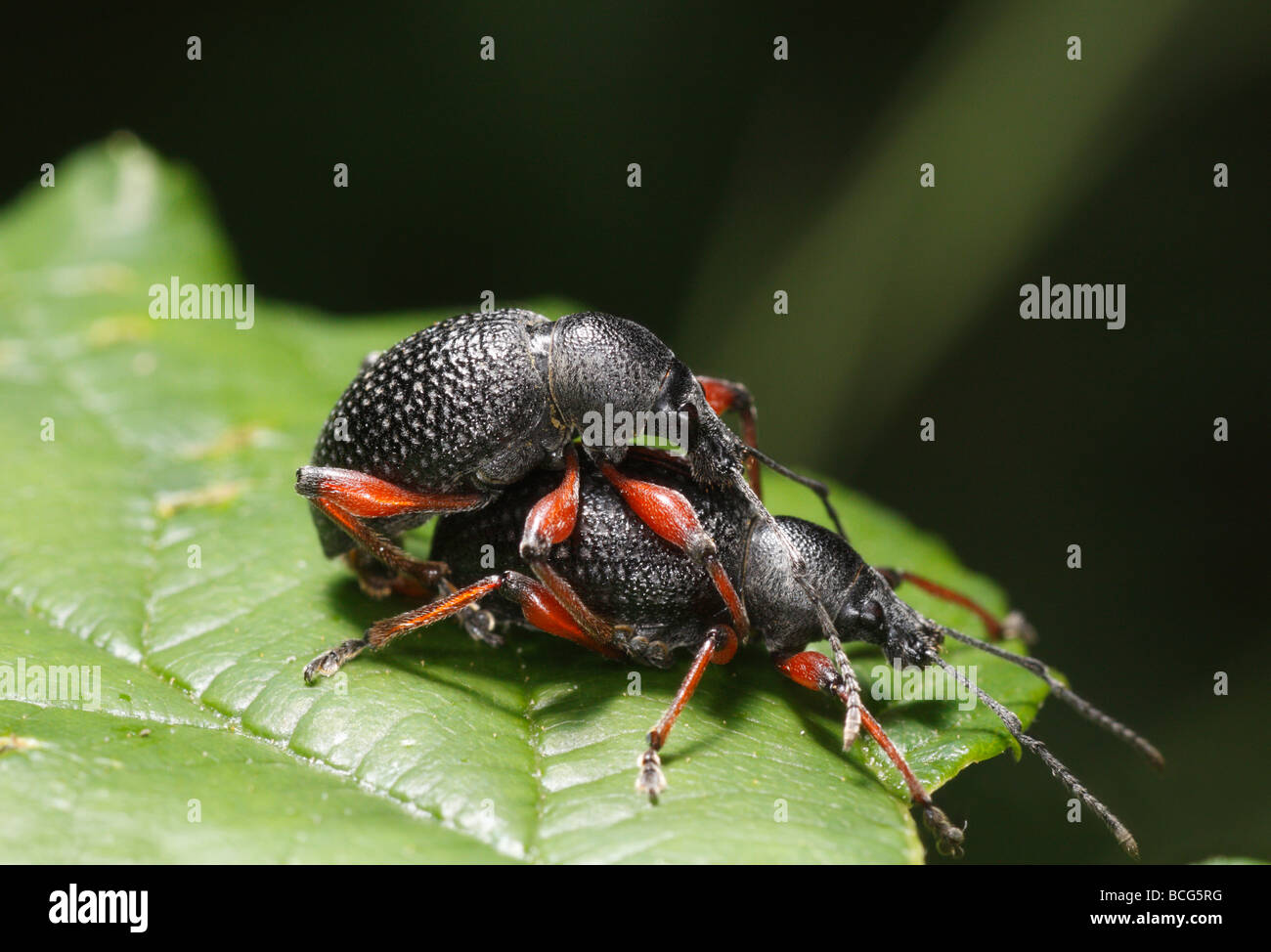 Mating beetles (Otiorhynchus niger). These are members of the weevil ...