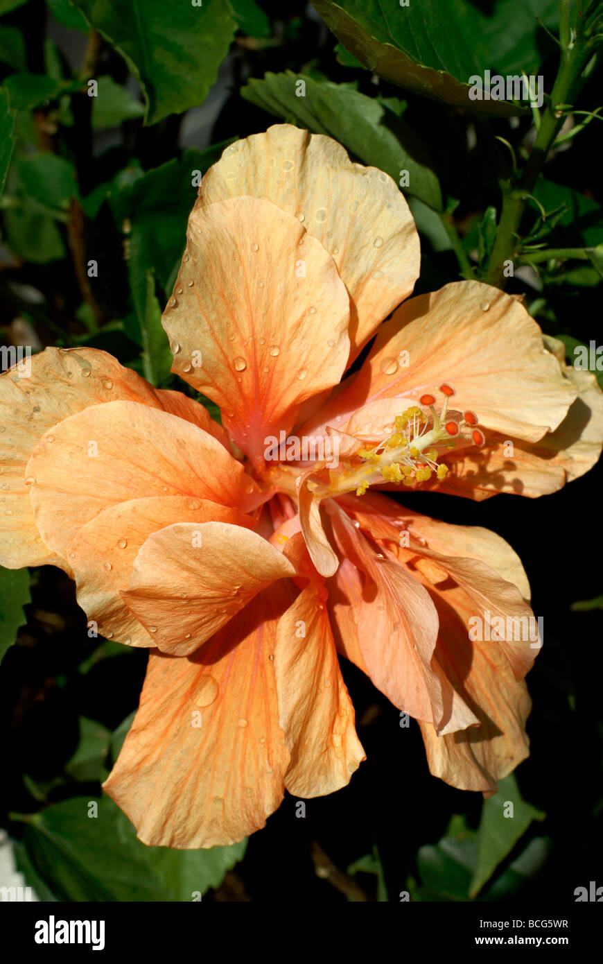 Peach colored double Hibiscus Stock Photo - Alamy