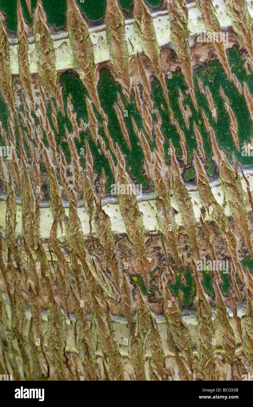 Betel Nut Palm (Areca catechu) close-up of bark Stock Photo - Alamy