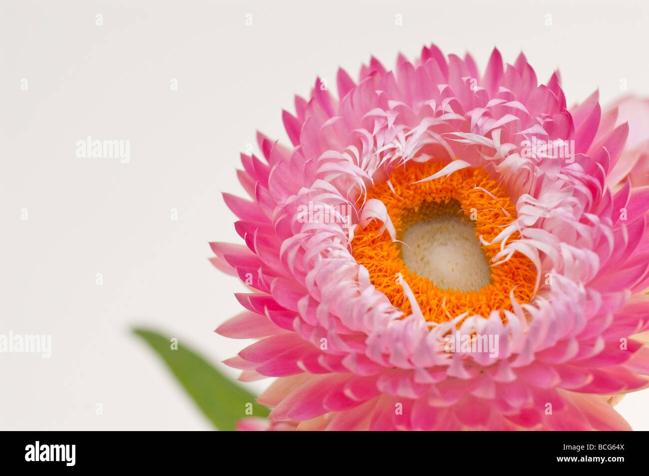 Flower strawflower bracteantha bracteata hi-res stock photography and ...