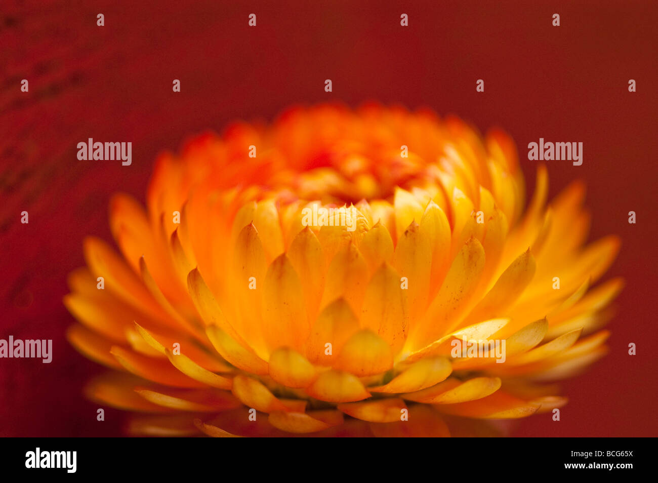 Flower strawflower bracteantha bracteata hi-res stock photography and ...