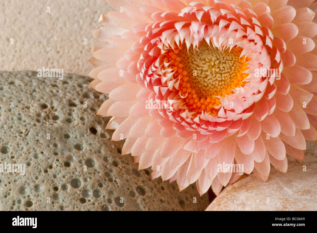 Flower strawflower bracteantha bracteata hi-res stock photography and ...