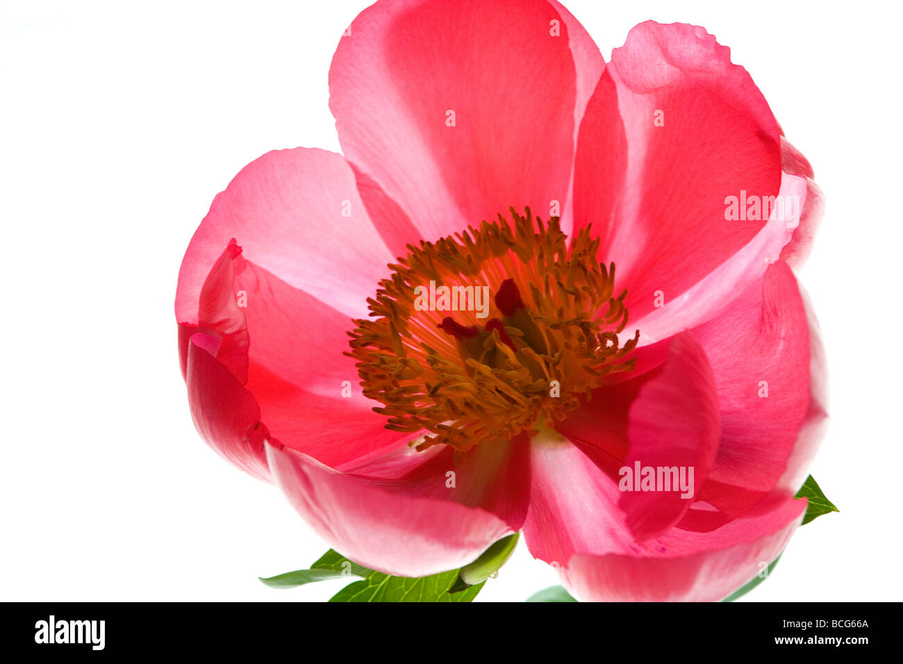 Peone hi-res stock photography and images - Alamy