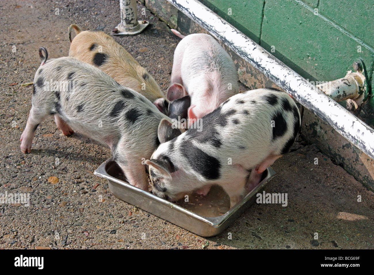 Swill pig feed hi-res stock photography and images - Alamy