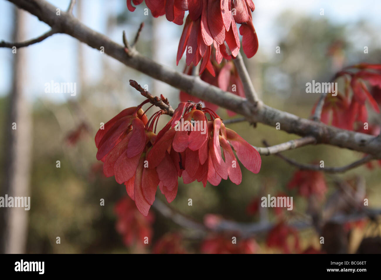 Fruit of maple tree hi-res stock photography and images - Alamy