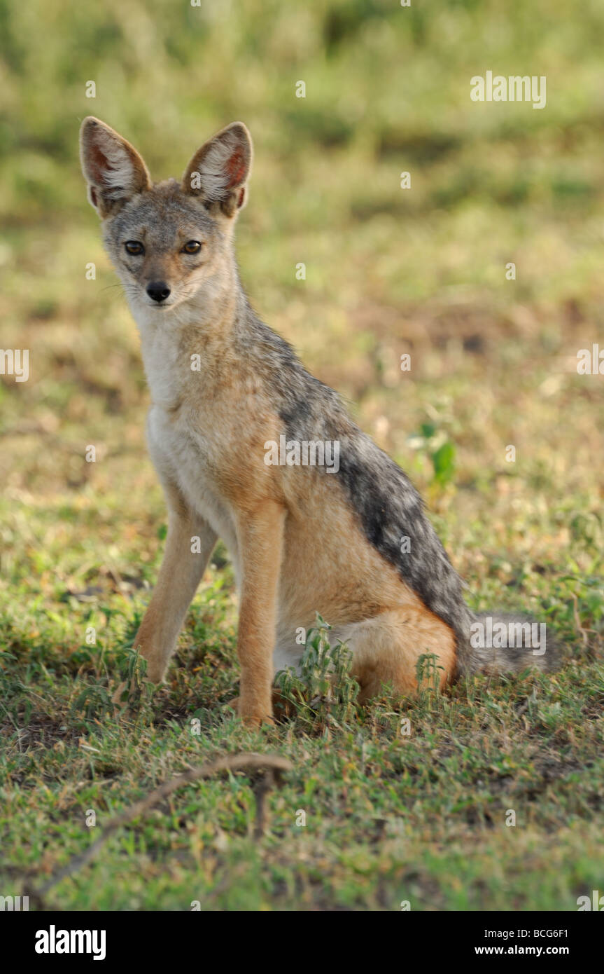 Stock photo of a black-backed jackal sitting on the short-grass plains ...