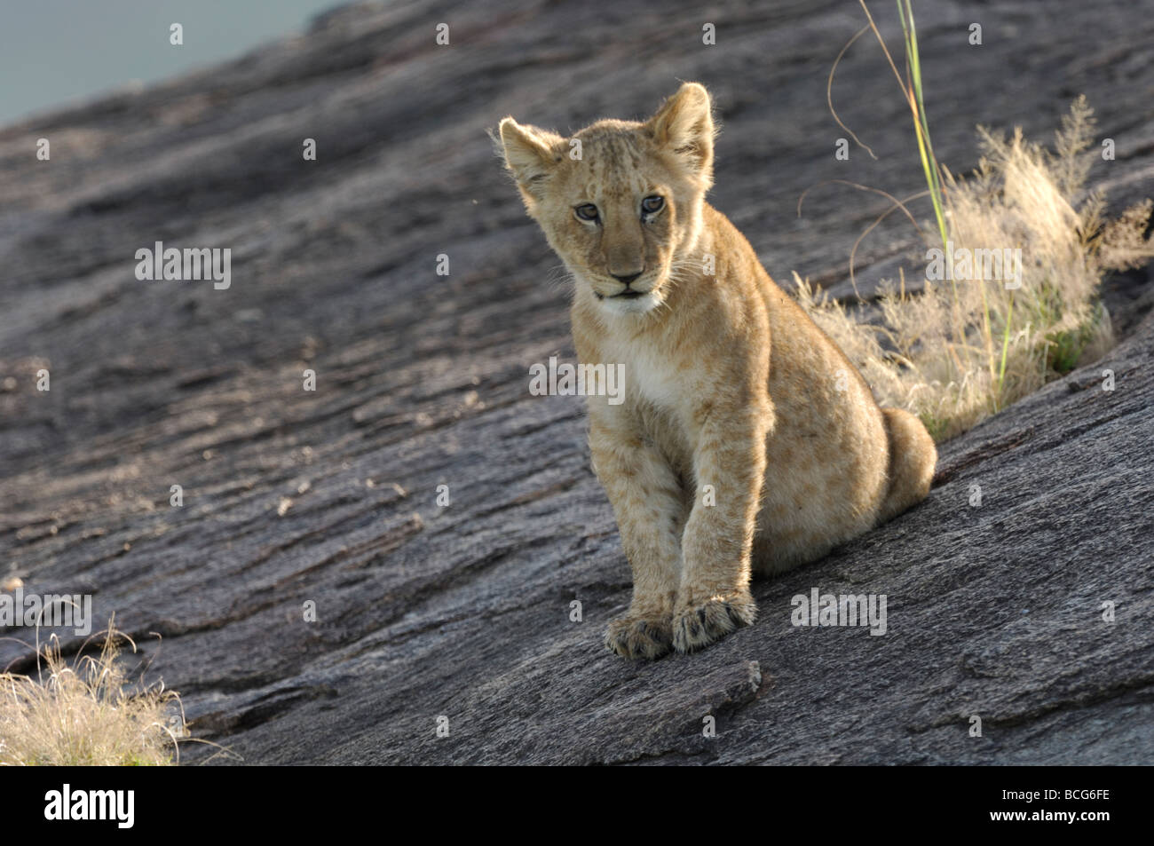 Kopje rock hi-res stock photography and images - Alamy