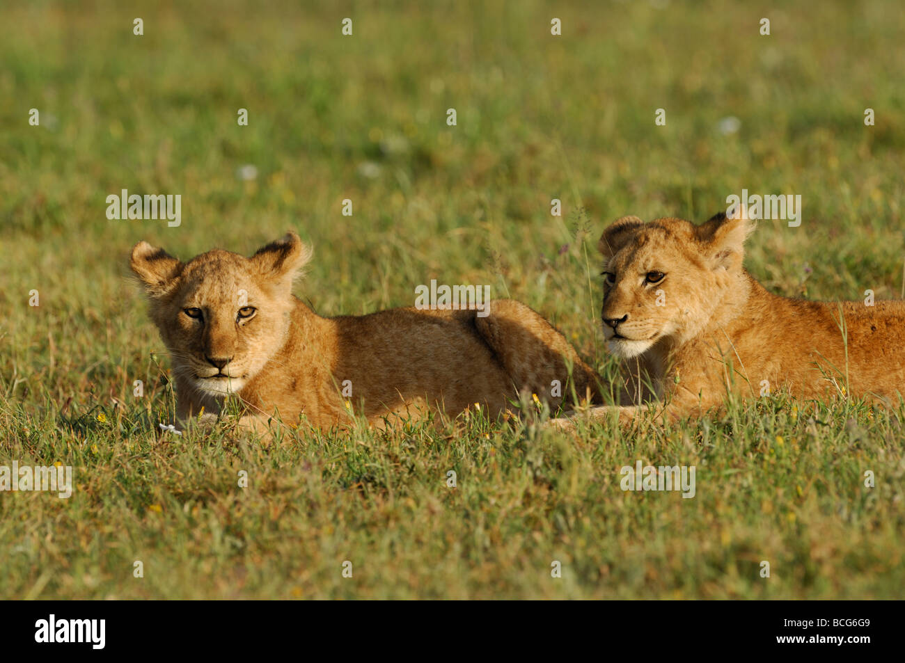 Stock photo of two lion cubs resting in the grass together, Serengeti ...