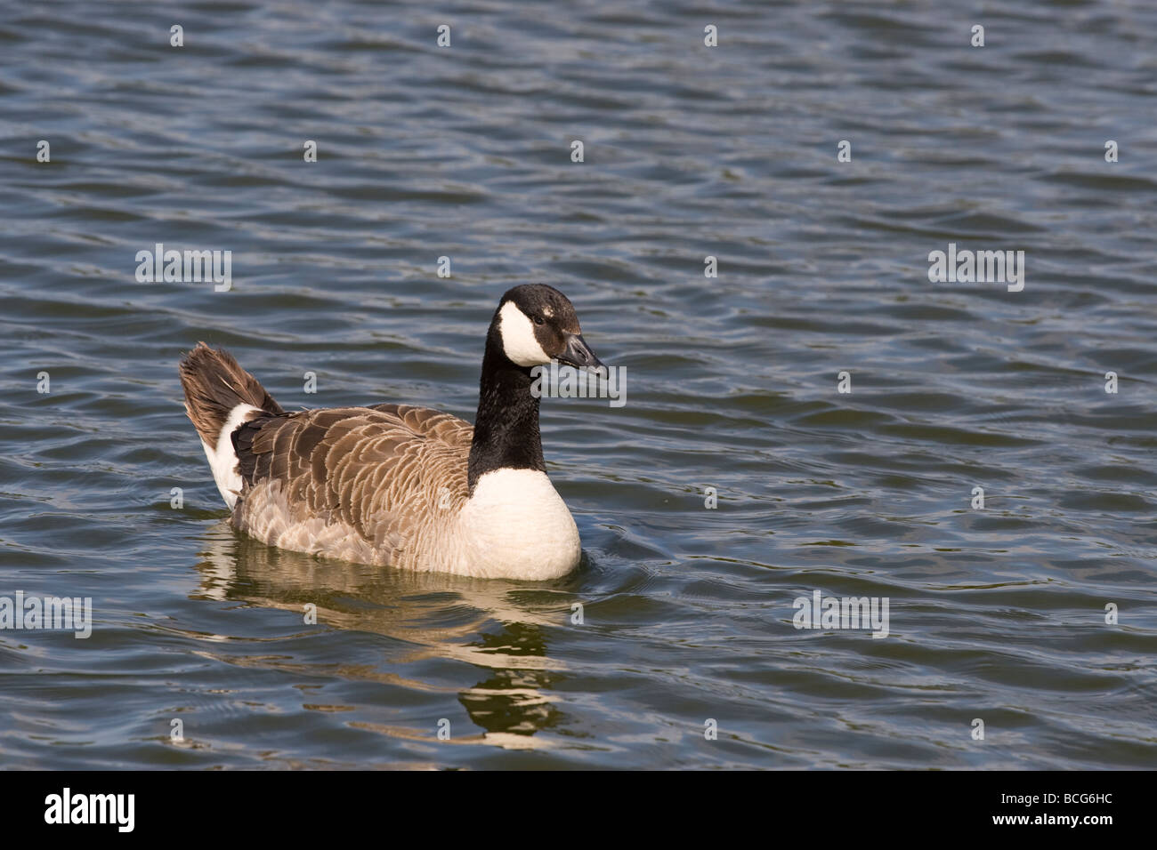 Goose relaxing hi-res stock photography and images - Alamy