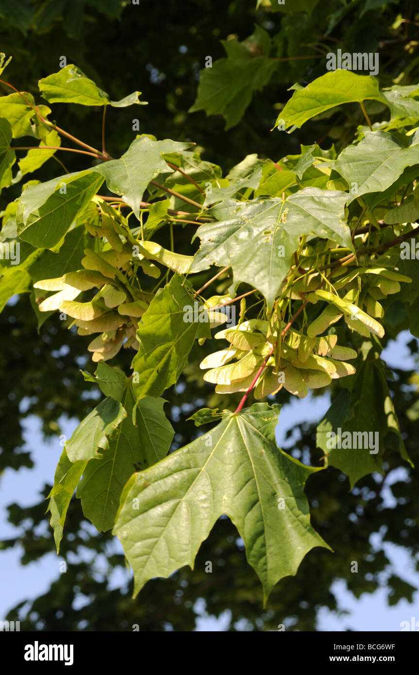 Helicopters seeds hi-res stock photography and images - Alamy