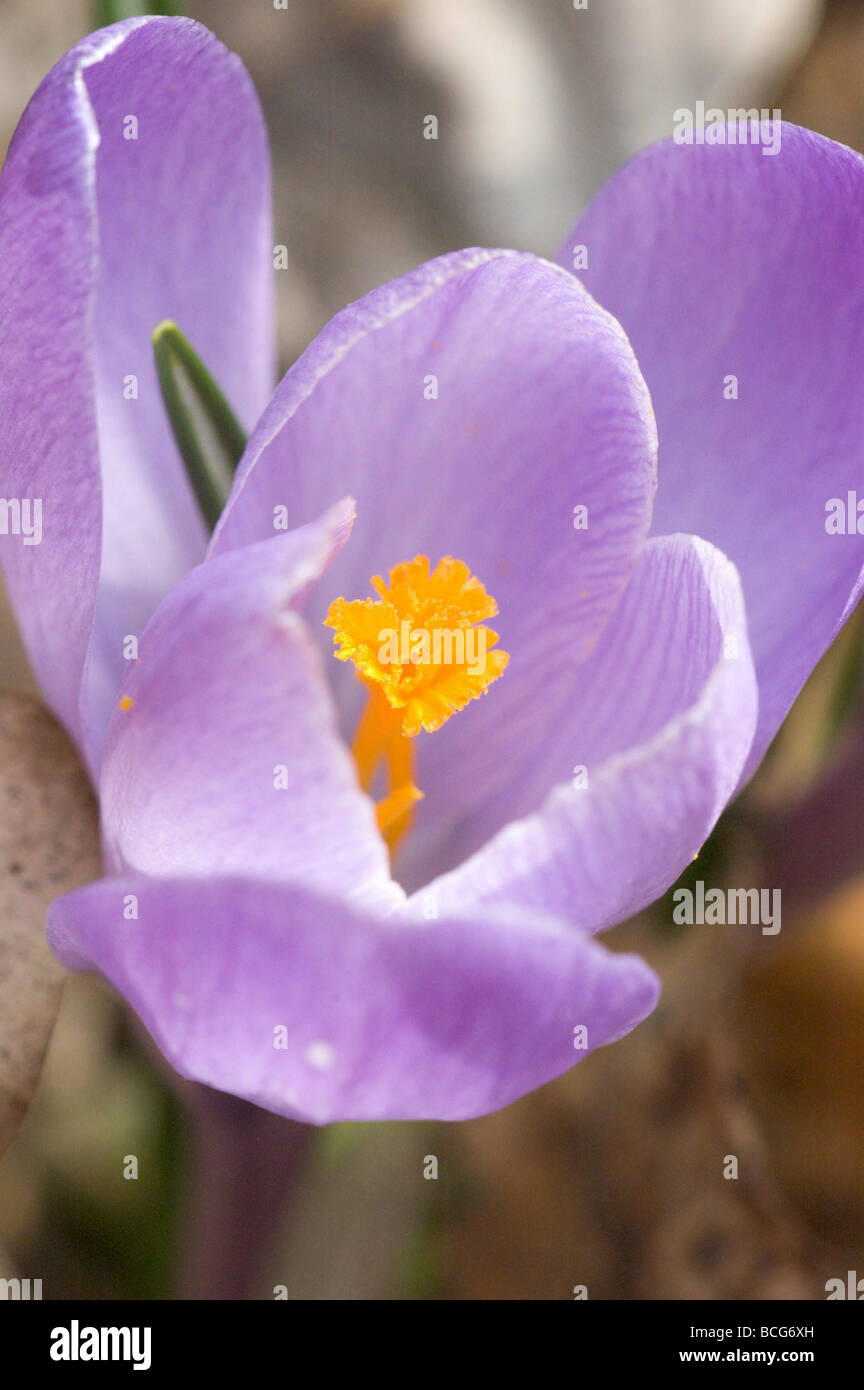 Crocus bouquet hi-res stock photography and images - Alamy