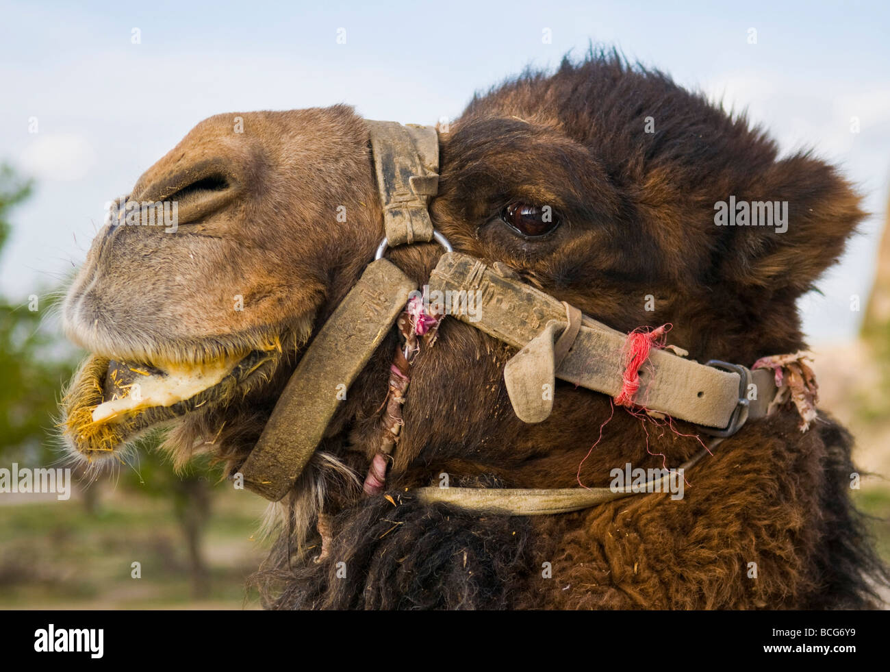 Camel face hi-res stock photography and images - Alamy