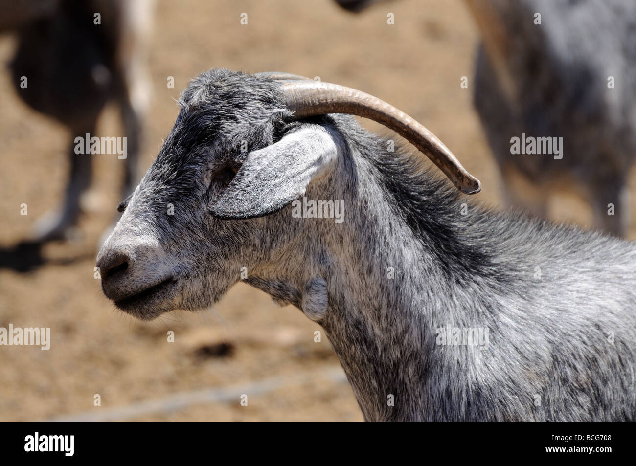 Goat farming spain hi-res stock photography and images - Alamy