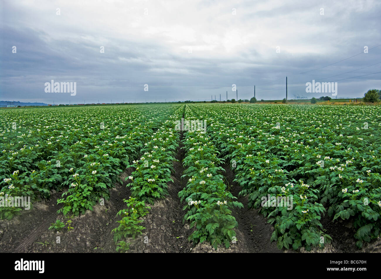 Potato field in bloom Stock Photo - Alamy