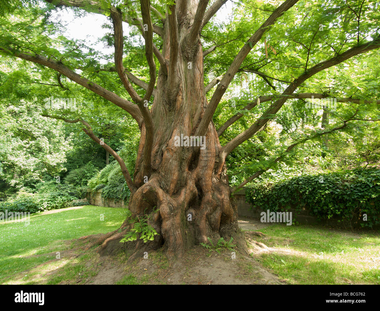 Strange looking tree in the Botanical garden in Brussels Belgium Stock ...