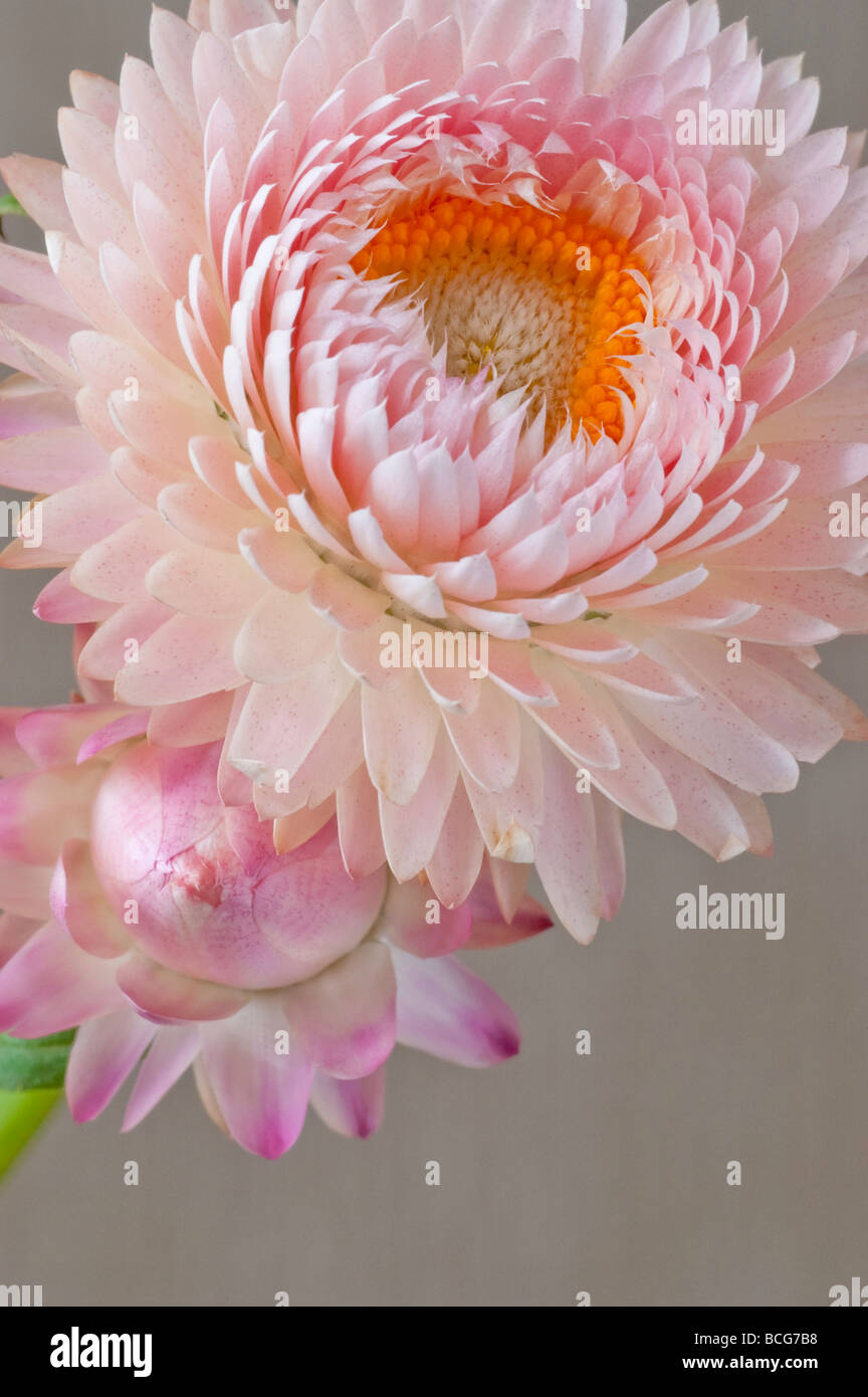 Flower strawflower bracteantha bracteata hi-res stock photography and ...