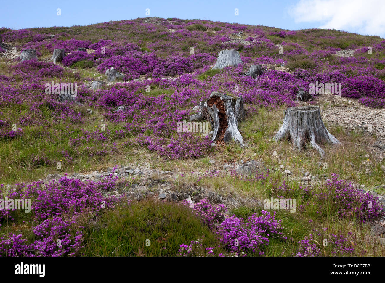 Moorland Plant High Resolution Stock Photography and Images - Alamy