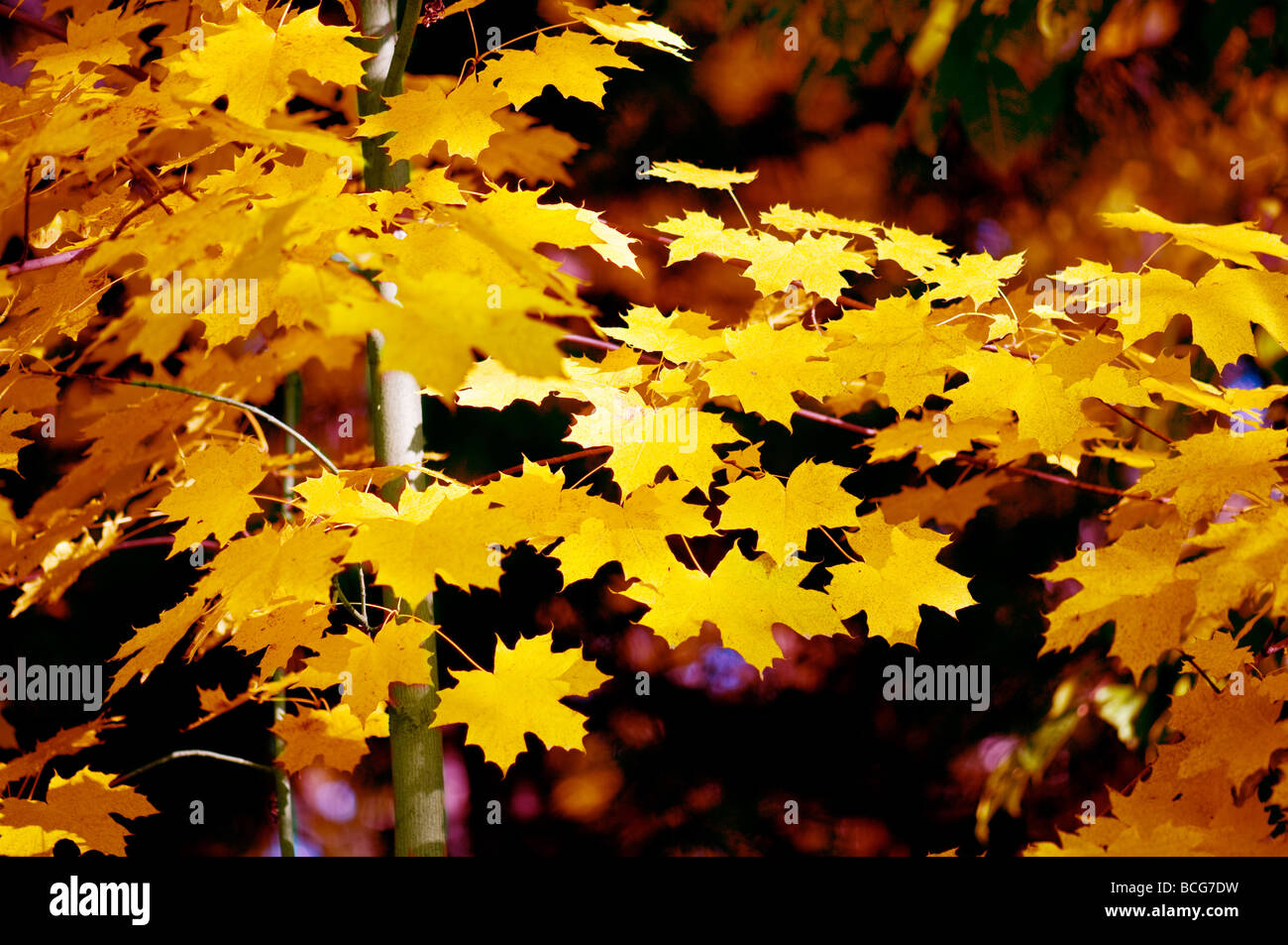 Red and orange fall maple tree leaves Stock Photo - Alamy
