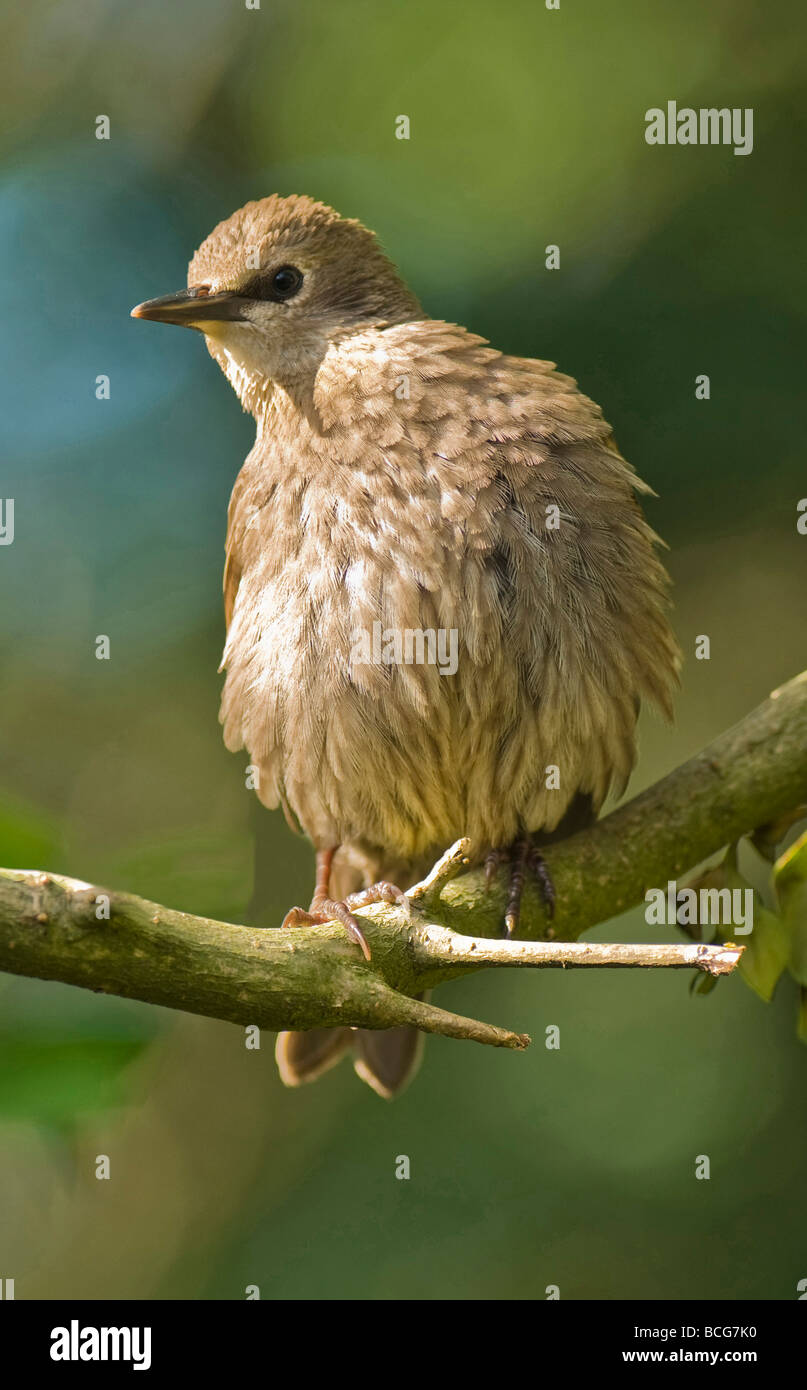 Young common starling hi-res stock photography and images - Alamy