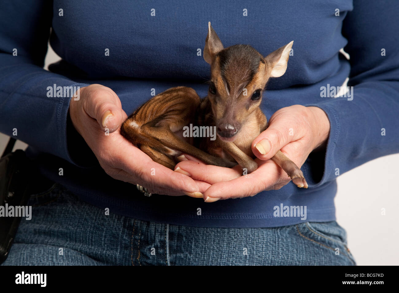 Muntjac fawn hi-res stock photography and images - Alamy