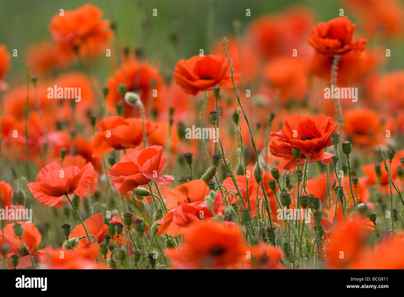 Poppyland hi-res stock photography and images - Alamy