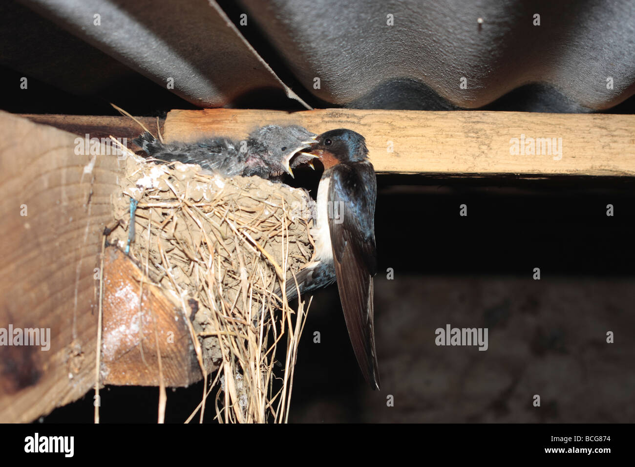 Barn swallow nests hi-res stock photography and images - Alamy