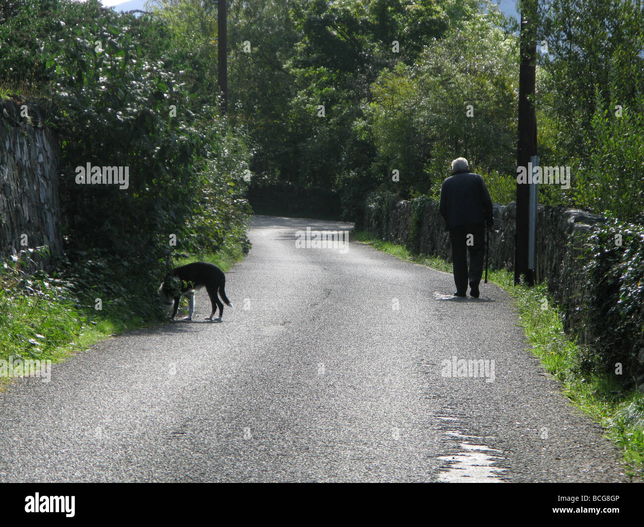 old man talking dog for a walk on country lane Stock Photo - Alamy