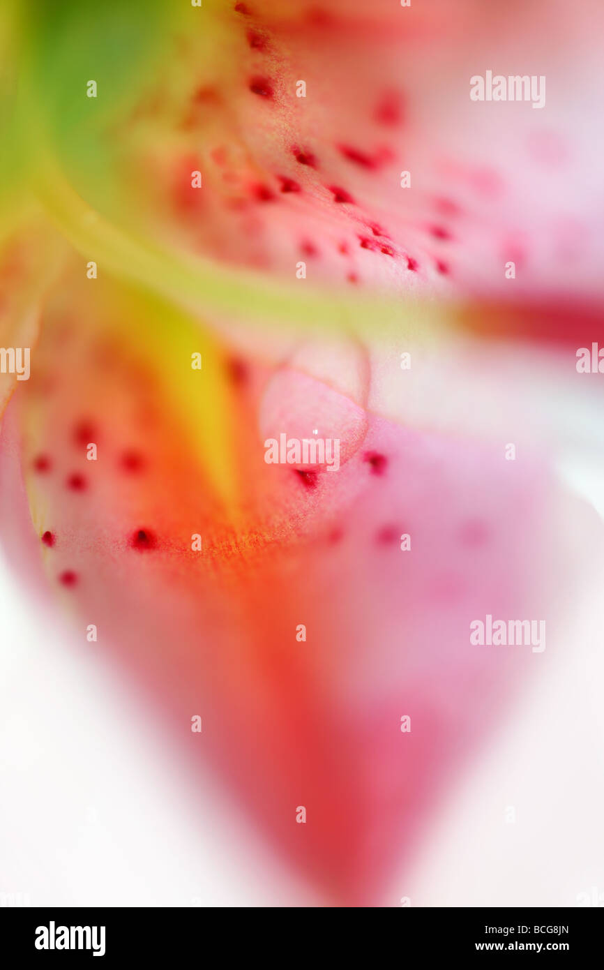 Beautiful fragrant pink water lily blooming above the wide green lily ...