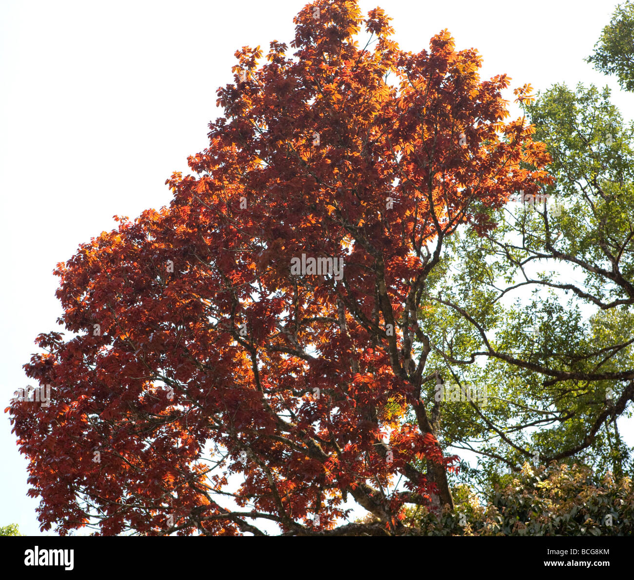 Frankincense Tree Kerala India Stock Photo - Alamy