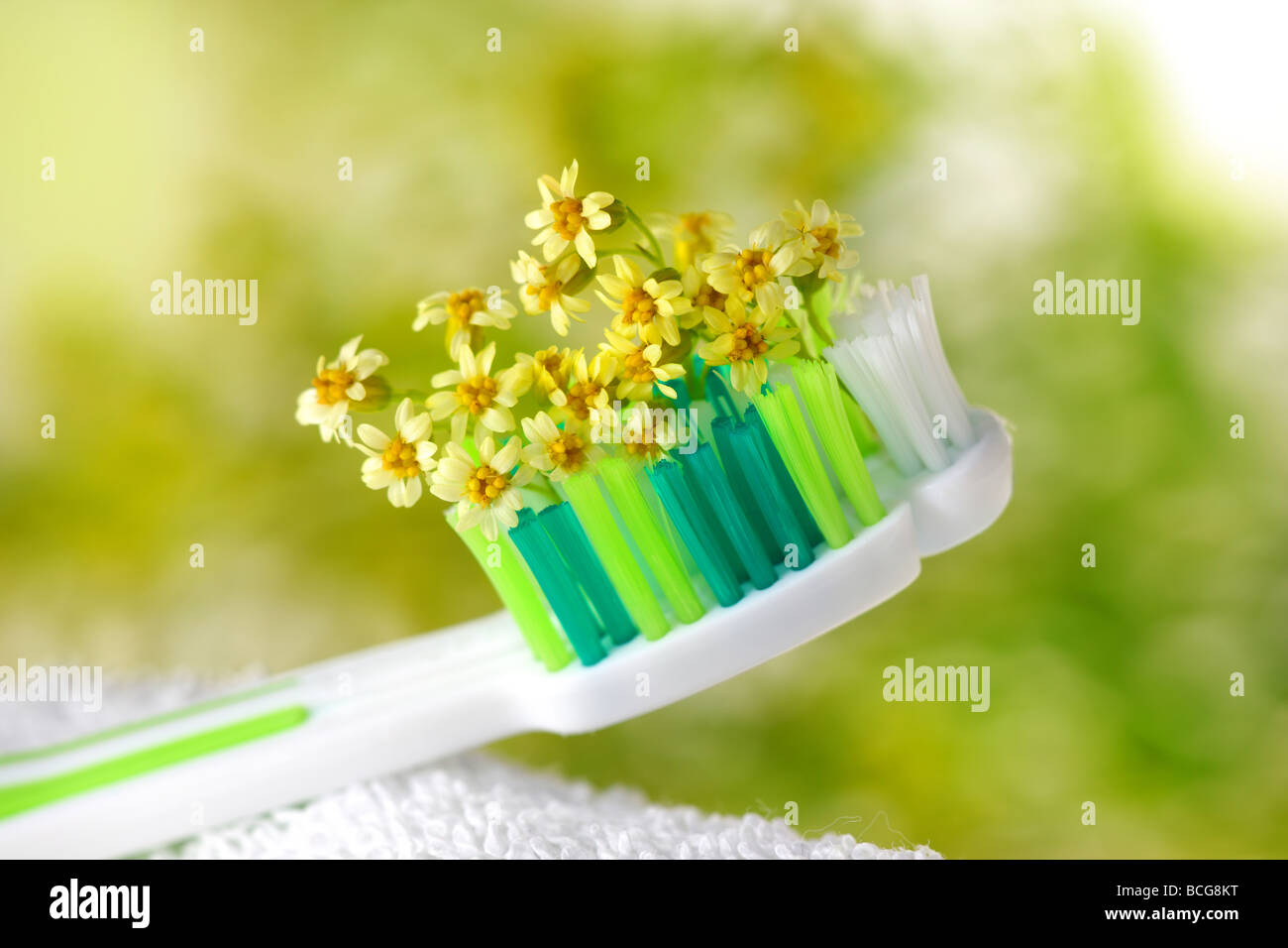 Toothbrush flower hi-res stock photography and images - Alamy