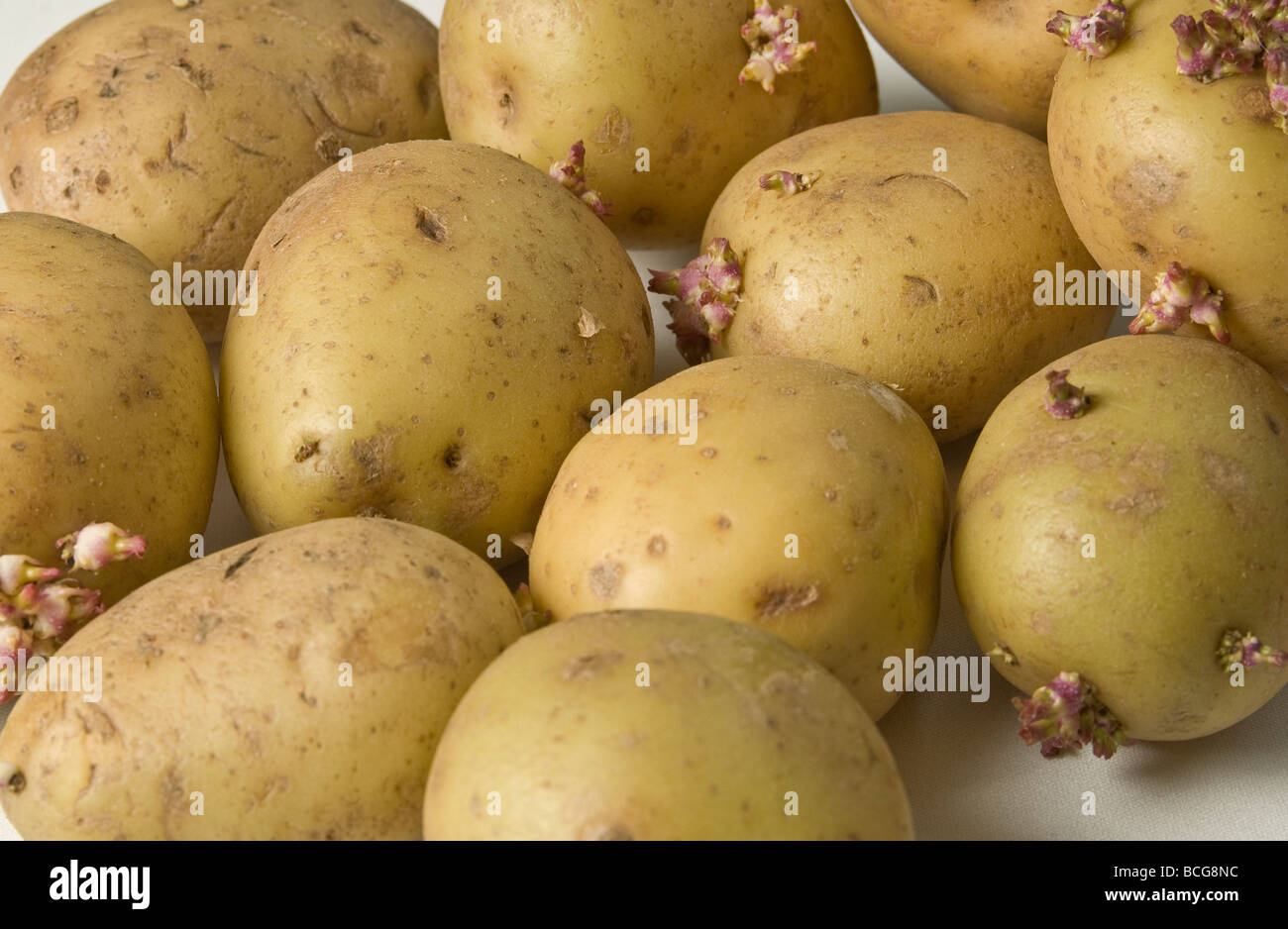 Potato group with stems, photographed close up Stock Photo - Alamy