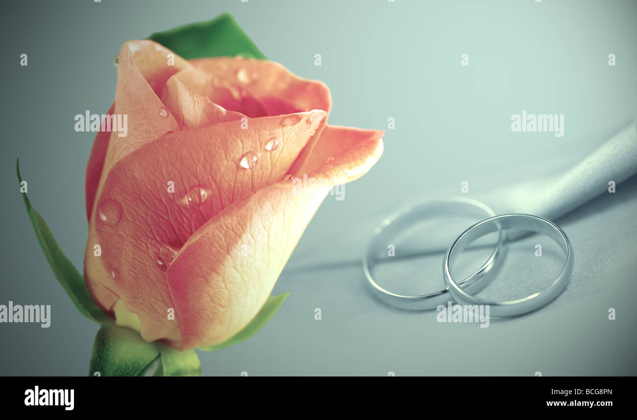 Pink Rose with rings Stock Photo - Alamy