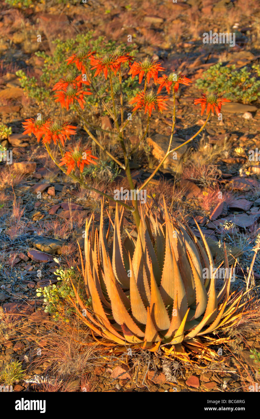 cactus in the Namib Naukluft Desert in Namibia Stock Photo - Alamy