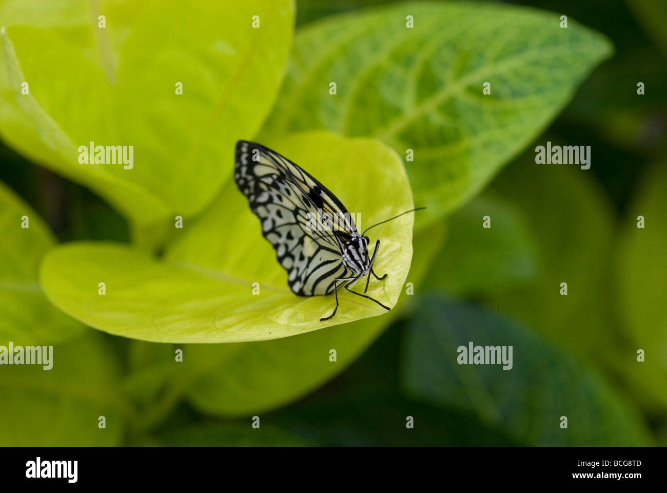 Shape of butterfly hi-res stock photography and images - Alamy