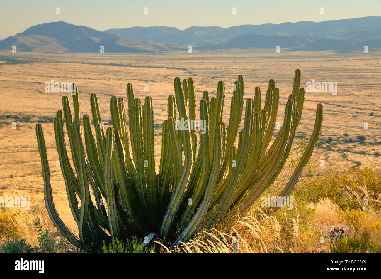 Cactus desert of namib namibia hi-res stock photography and images - Alamy