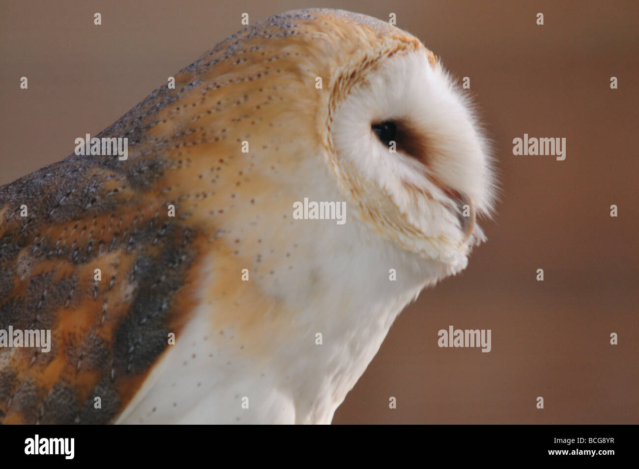 Barn Owl at Owl Sanctuary Suffolk Stock Photo - Alamy