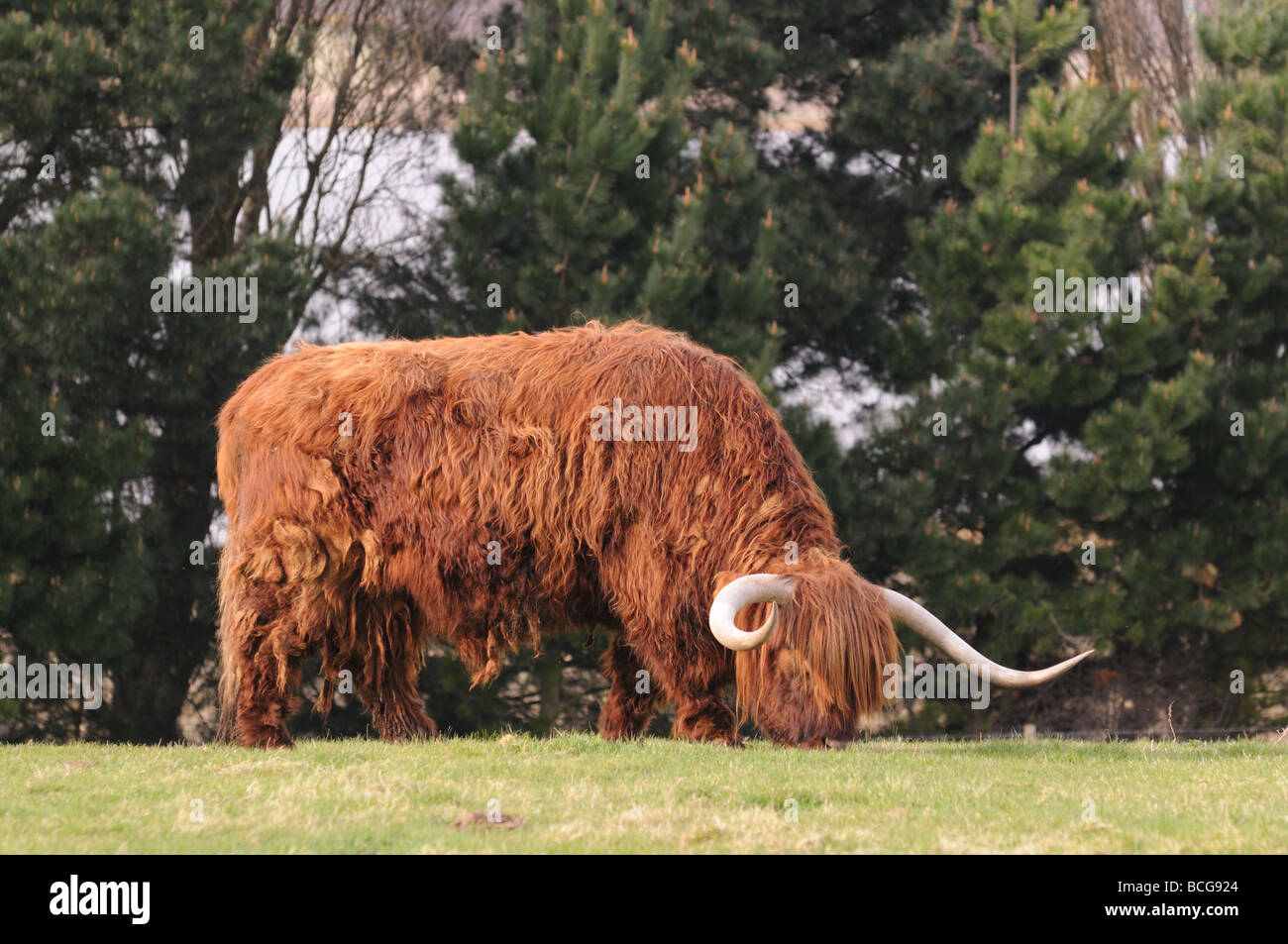 Highland Cattle bull Suffolk Stock Photo - Alamy