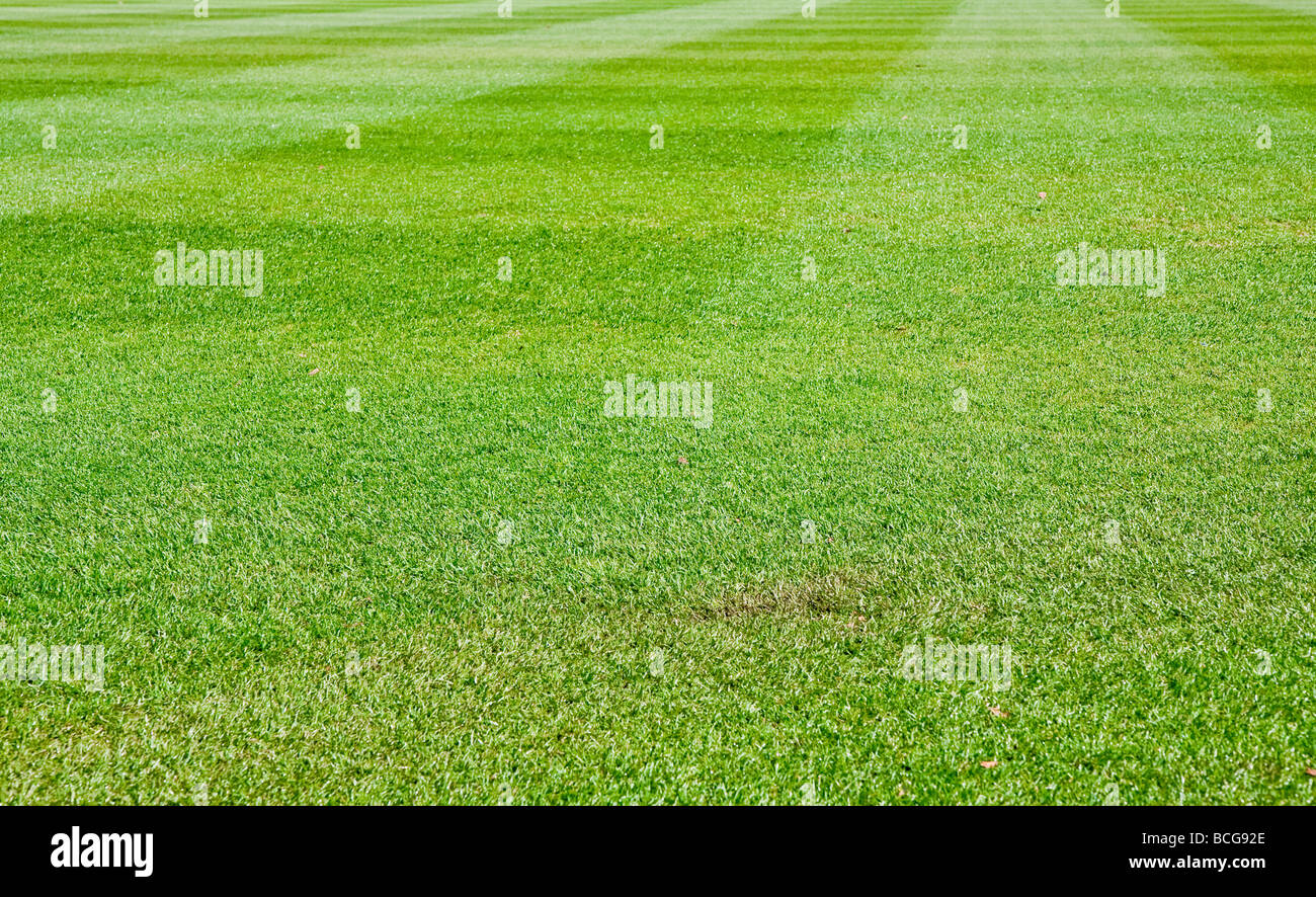 Fresh Cut green grass on a new baseball field Stock Photo - Alamy