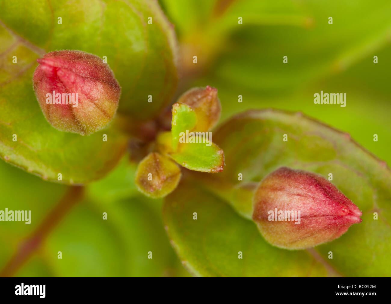 Buds of a Fuchsia Plant Stock Photo - Alamy