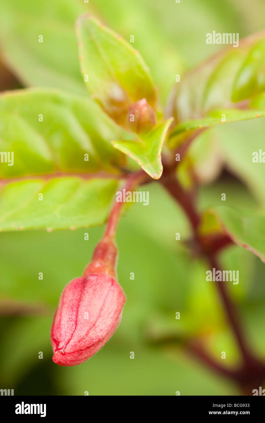 Buds of a Fuchsia Plant Stock Photo - Alamy