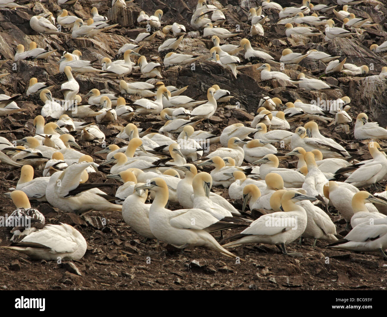 Gannet, Morus bassanus, view of nesting colony Stock Photo - Alamy