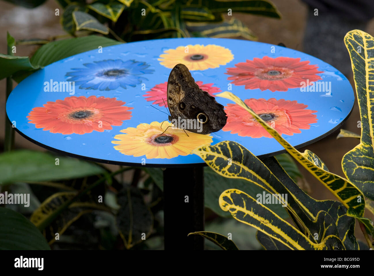 Butterfly portrait hi-res stock photography and images - Alamy