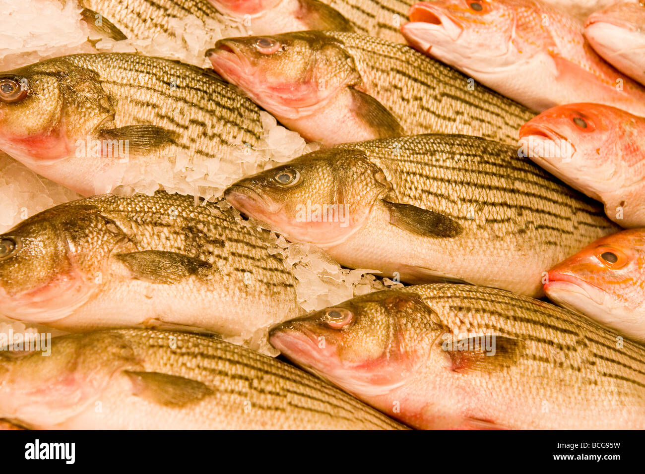 Rows of fresh fish on ice at a seafood market Stock Photo - Alamy
