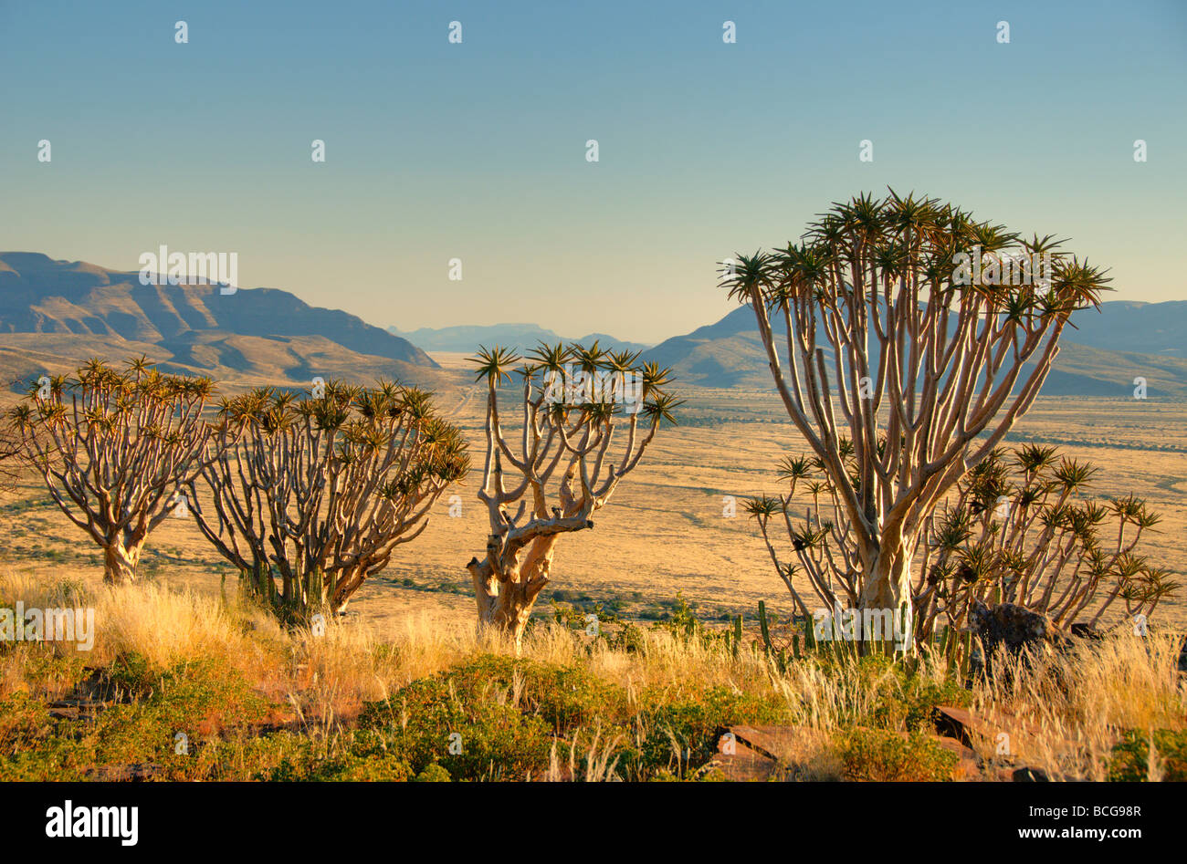 quiver tree in the Namib Naukluft Desert in Namibia Stock Photo - Alamy