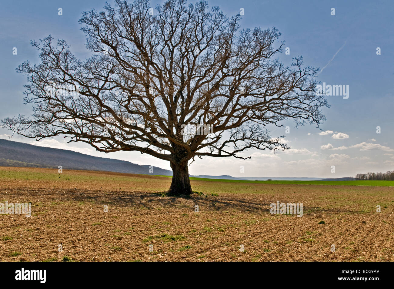 A Large Oak tree in the middle of an open field Stock Photo - Alamy