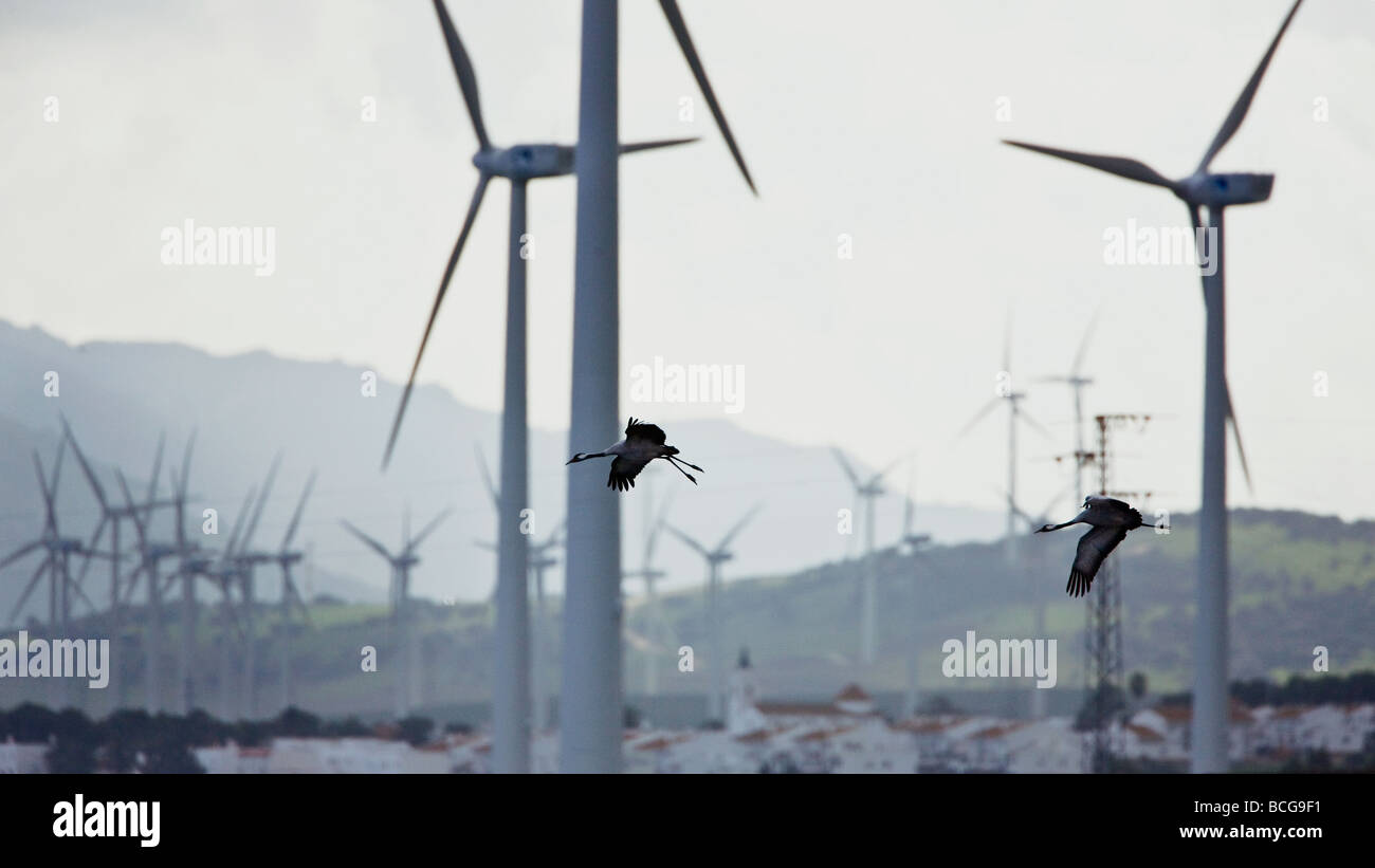 Windpower can cause death for migrating glossy ibis Stock Photo - Alamy