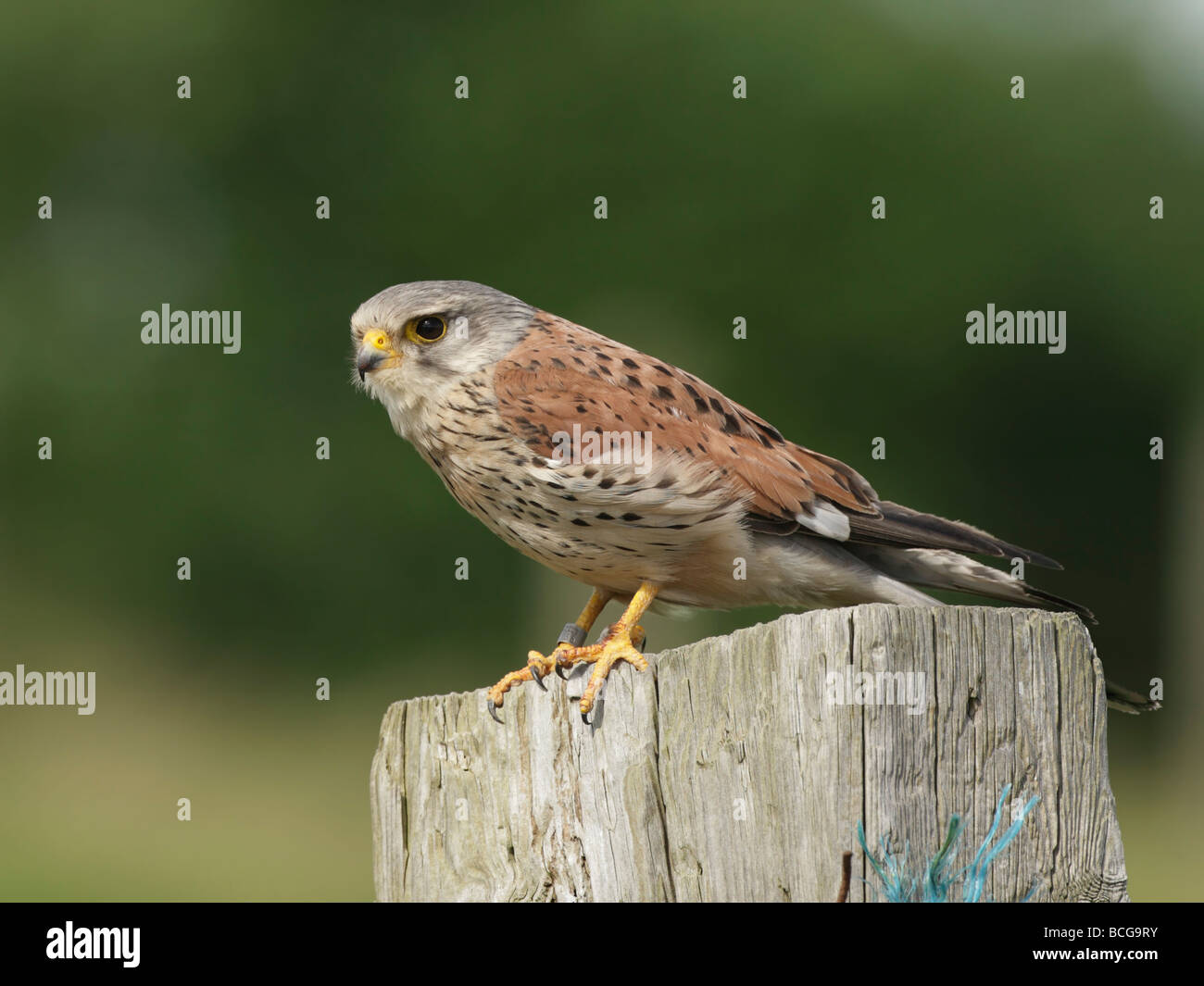 Kestrel perching on fence hi-res stock photography and images - Alamy