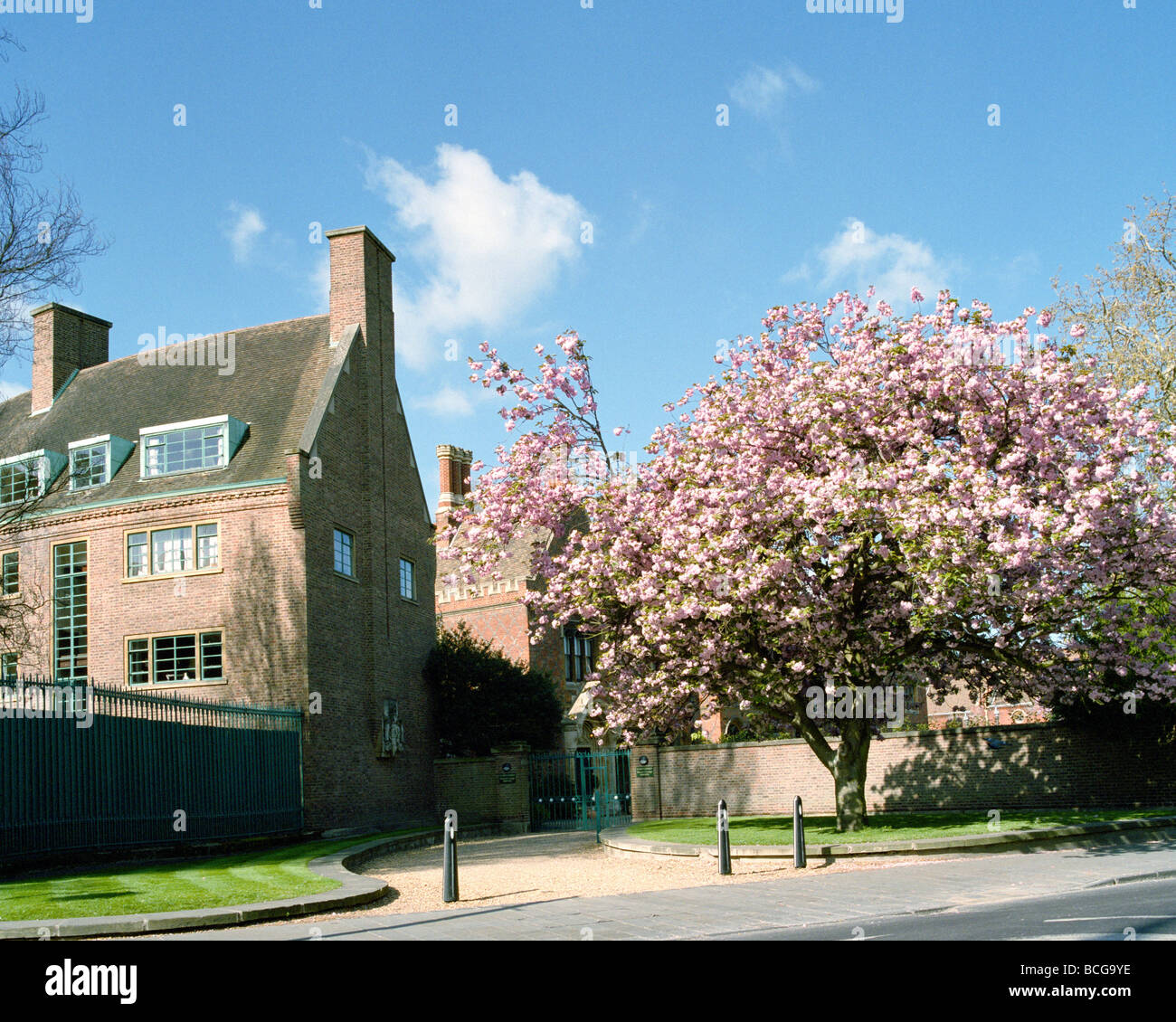 Flowering cherry tree St Johns College Cambridge England Stock Photo ...